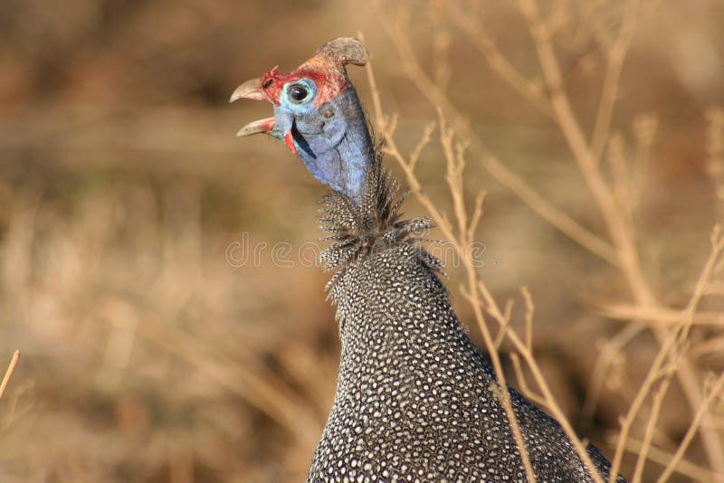 Uova della faraona fotografia stock. Immagine di mucchio - 32557466