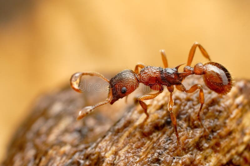 Primo Piano Della Formica Di Myrmica Fotografia Stock - Immagine di ...