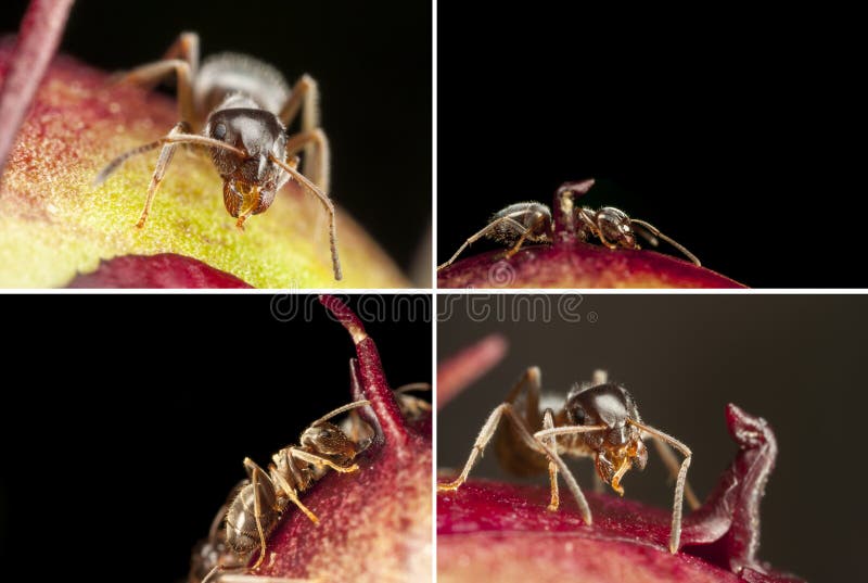 Formica Faraone in Primo Piano Fotografia Stock - Immagine di biologia ...