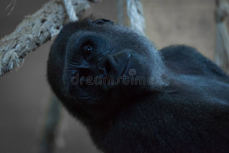 Primo Piano Della Gorilla Che Sbadiglia Con La Bocca Aperta Immagine ...