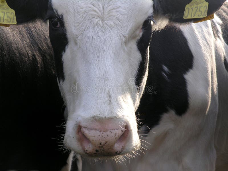 Primo piano della mucca fotografia stock. Immagine di sguardi - 635560