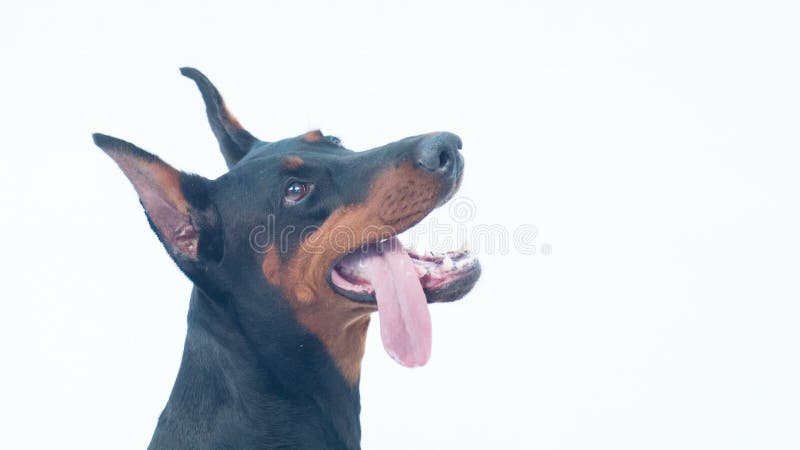 Primo Piano Della Museruola Del Doberman Archivi Video - Video di cane ...