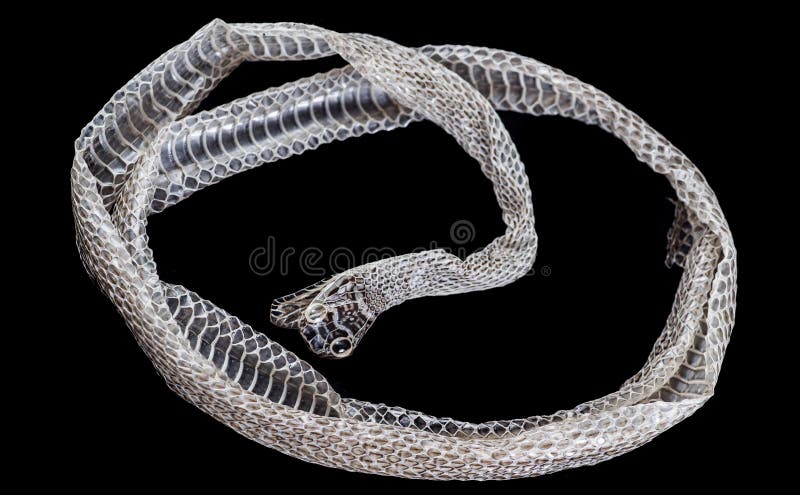 Primo Piano Della Muta Del Serpente Fotografia Stock - Immagine di ...