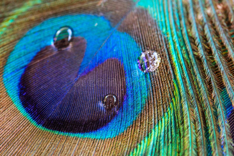 Primo Piano Della Piuma Del Pavone Fotografia Stock - Immagine di ...