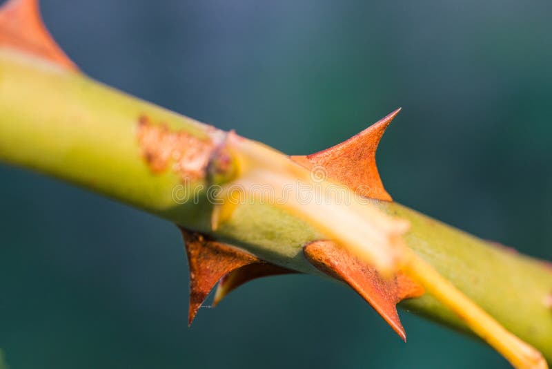 Primo Piano Della Spina Di Un Fiore Della Rosa Immagine Stock ...