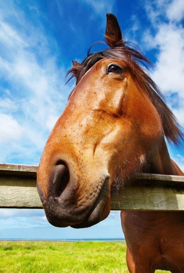 Primo Piano Della Testa Di Cavallo Fotografia Stock - Immagine di ...