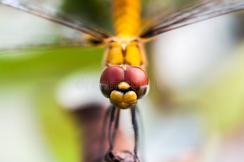 Testa della libellula immagine stock. Immagine di particolare - 31508915