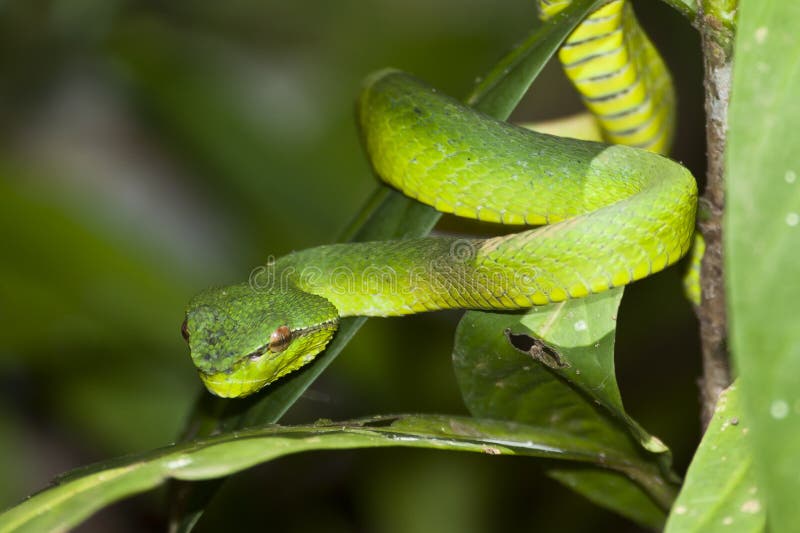 La Vipera Di Pozzo Verde Morde Su Fondo Bianco, Serpente Della ...