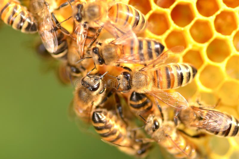 Primo Piano Delle Api Sul Favo In Arnia Fotografia Stock - Immagine di ...