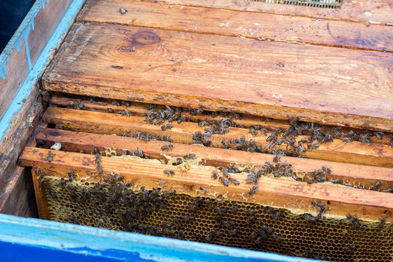 Primo Piano Delle Api Sul Favo in Arnia Fotografia Stock - Immagine di ...
