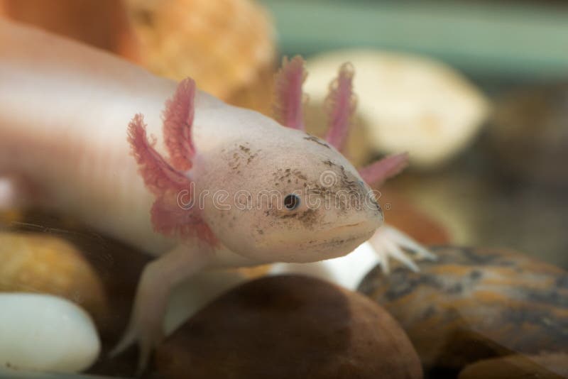 Axolotl primo piano immagine stock. Immagine di natura - 37631841