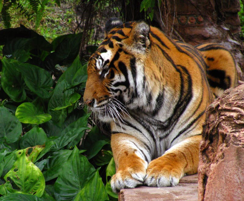 Primo Piano Di Profilo Della Tigre Immagine Stock - Immagine di safari ...