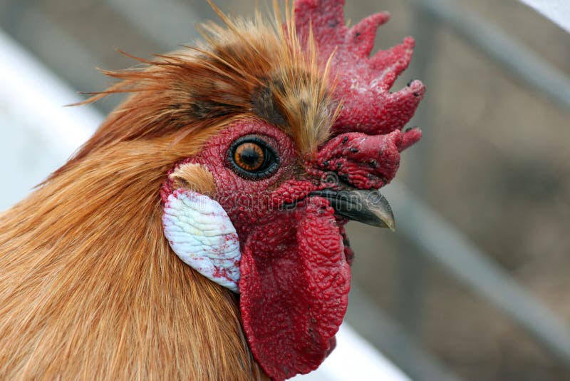 Gallo bello immagine stock. Immagine di mattina, morbido - 1129799