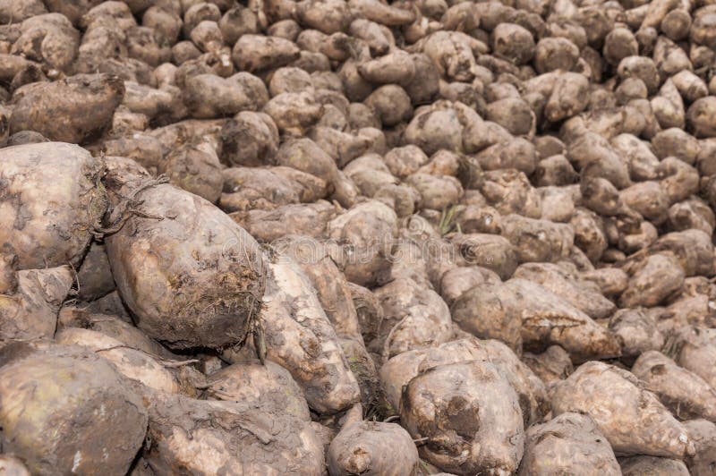 Primo Piano Di Un Mucchio Dei Sugarbeets Fotografia Stock - Immagine di ...