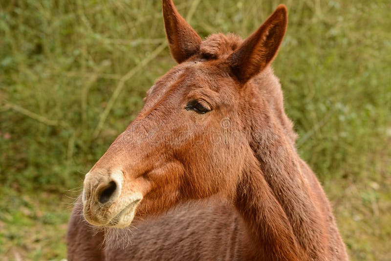 Primo Piano Di Un Mulo Rosso Curioso. Immagine Stock - Immagine di ...