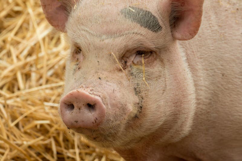 Primo Piano Di Un Muso Del Maiale Immagine Stock - Immagine di ...