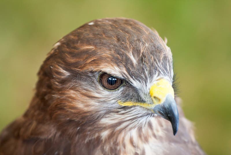 Primo Piano Di Un Poiana Comune Immagine Stock - Immagine di preda ...