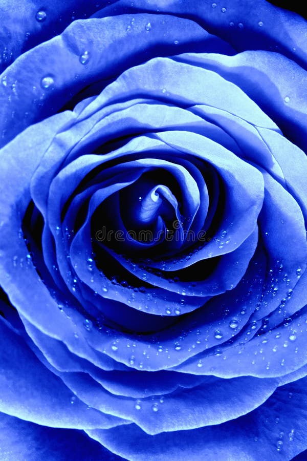 Primo Piano Di Una Rosa Blu Fotografia Stock - Immagine di goccia ...