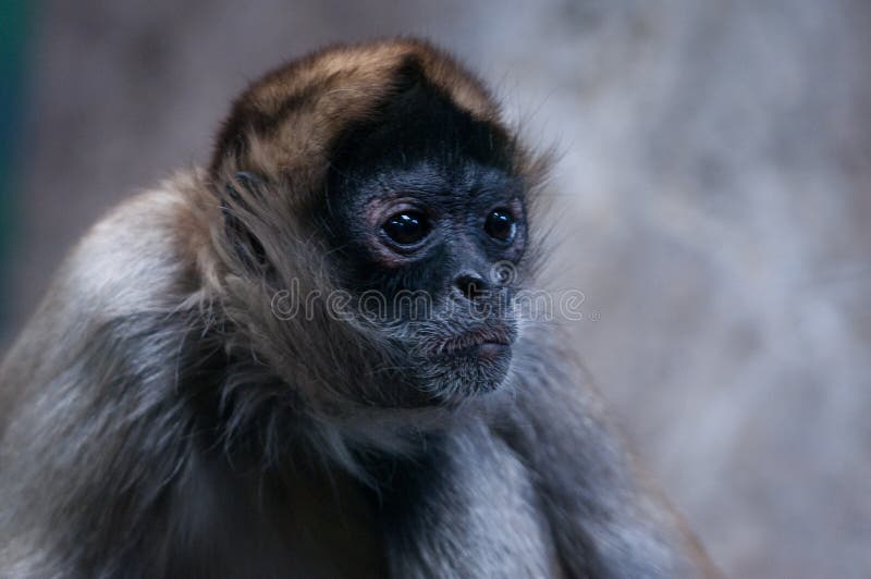 Scimmia Di Ragno Con Testa Nera Immagine Stock - Immagine di americano ...