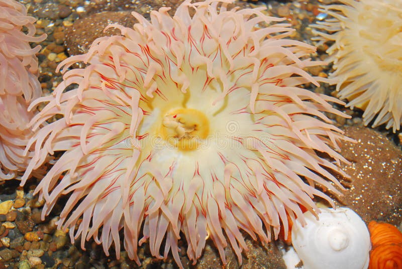 Anemone di mare variopinto fotografia stock. Immagine di larger - 56398332