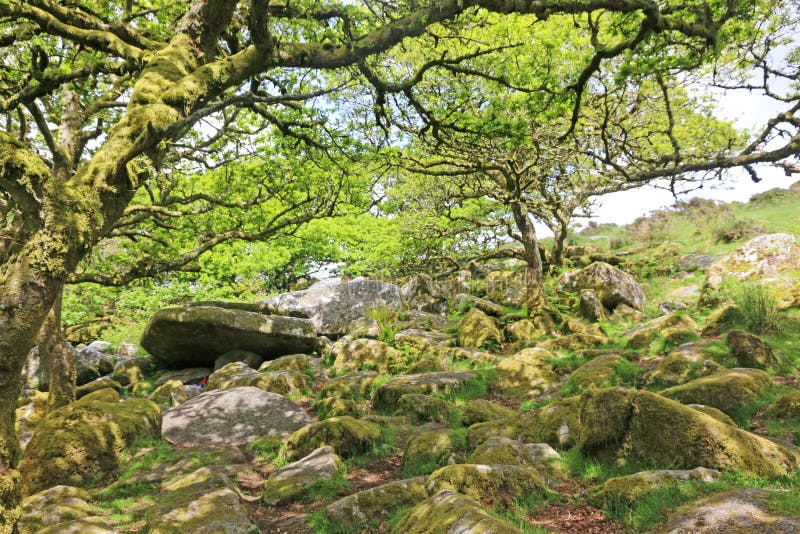 587 Primordial Nature Photos - Free & Royalty-Free Stock Photos from ...