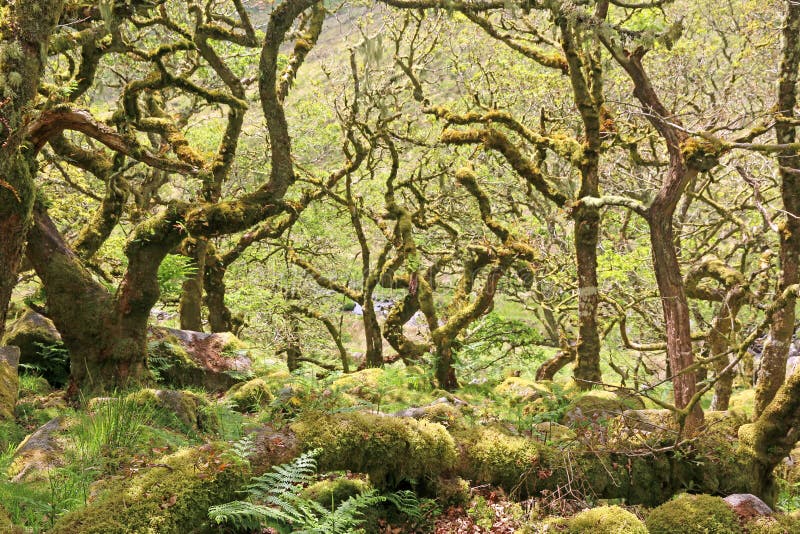 Wistmans Wood in Dartmoor, Devon Stock Photo - Image of trees, river ...