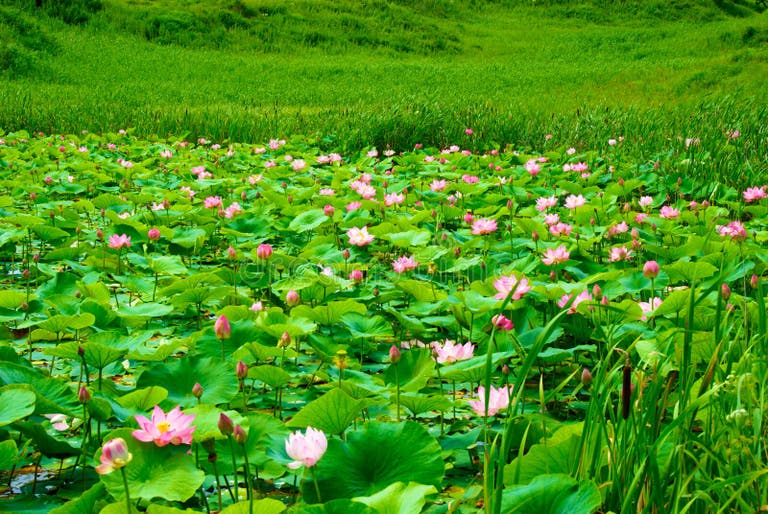 Primorski Territory. Lotuses Stock Photo - Image of book, flowers: 8266812