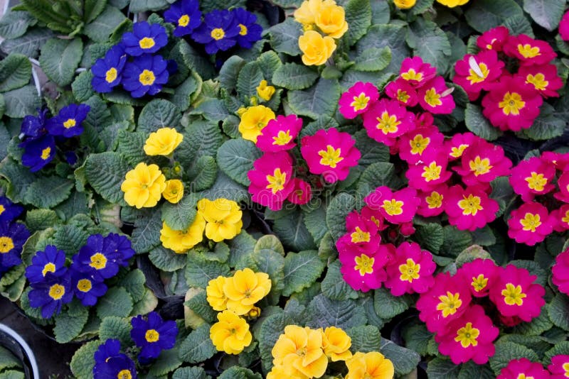 Primrose stock image. Image of primrose, wild, colorful - 12826277