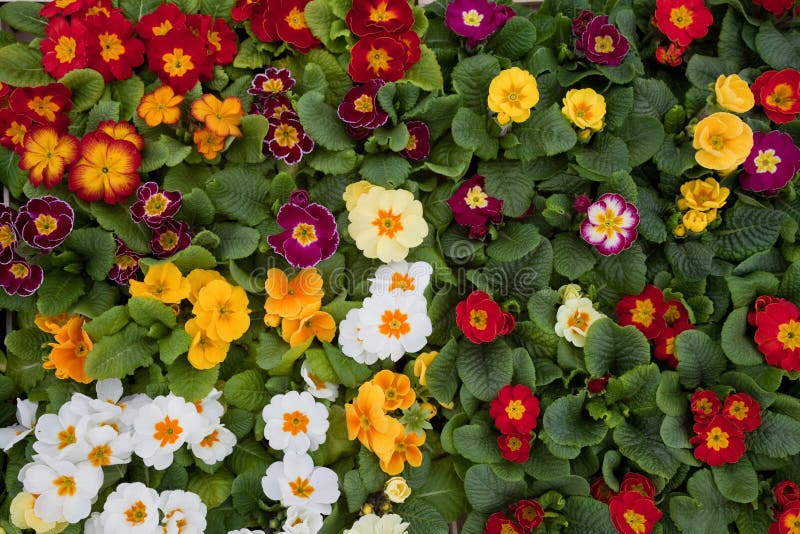 Moss Rose Flowers on a Sunny Day Stock Photo - Image of magenta ...