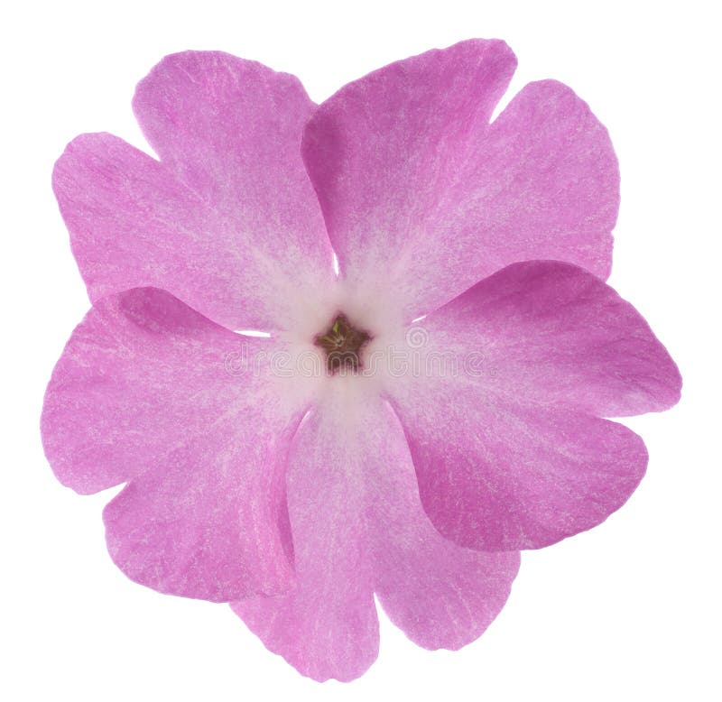 Primrose Flowerhead stock image. Image of seasons, open - 640915