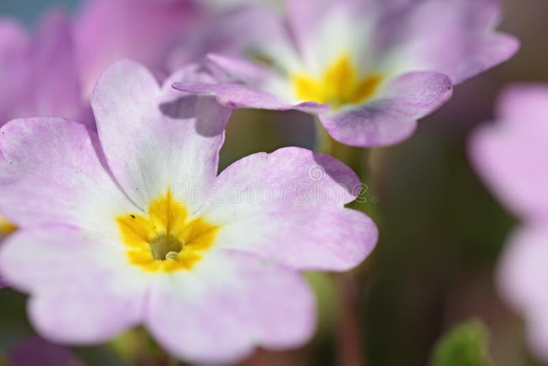 Primrose stock photo. Image of plant, flower, fragile - 17898934
