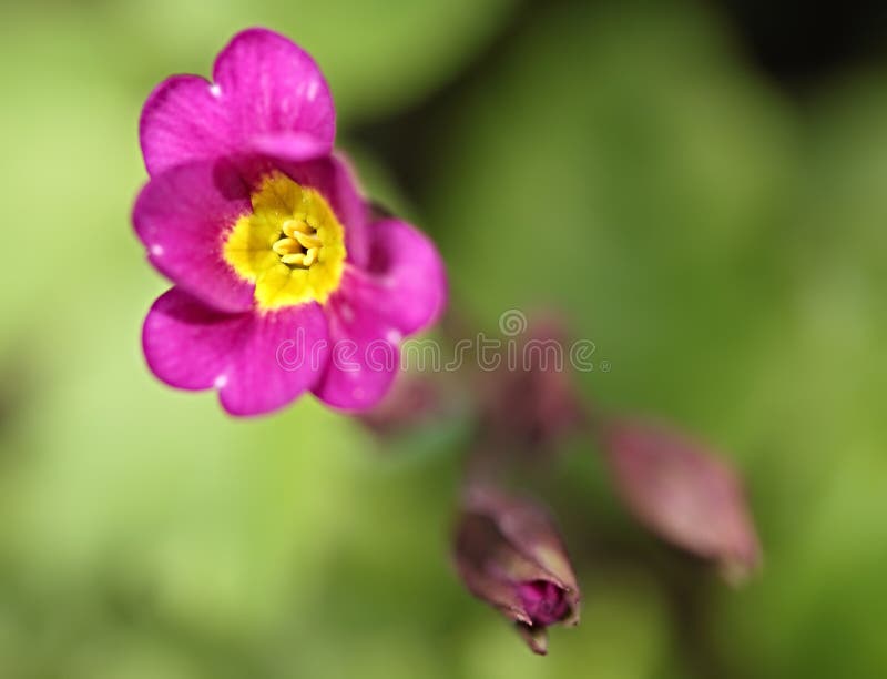 Musk mallow stock image. Image of wild, malva, native - 42958359