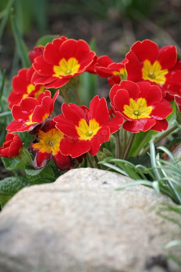 Primrose stock photo. Image of grow, primroses, leaves - 2108574