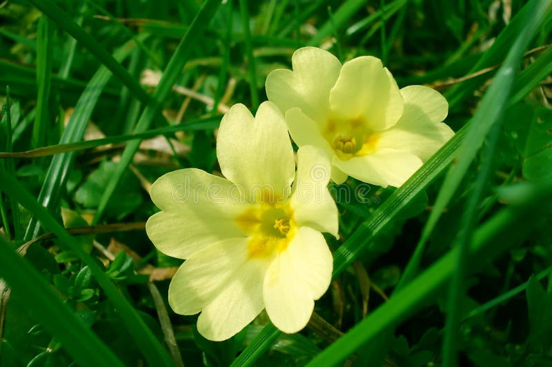 Primrose stock photo. Image of closeup, grass, folk, primrose - 2205068
