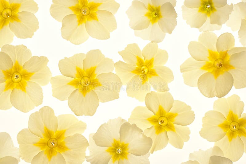 Primrose stock photo. Image of petal, arrangement, texture - 22598096