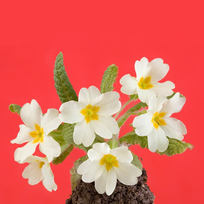 Primrose stock photo. Image of botanic, flora, symbol - 23953178