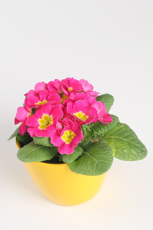 Primrose stock image. Image of pink, spring, nature, herb - 3180195