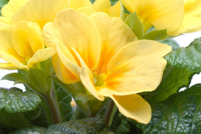 Primrose stock image. Image of flowerpot, primula, leaves - 4191967