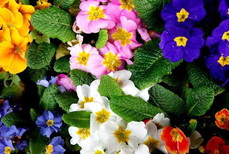 Primrose stock photo. Image of flower, head, container - 4630956