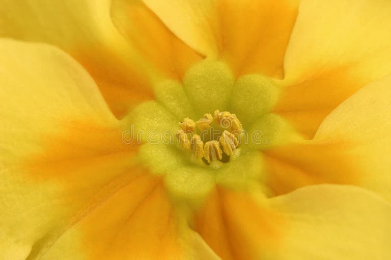 Primrose stock photo. Image of macro, beauty, botany, primula - 476186