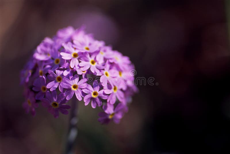 Primrose stock photo. Image of stem, flower, primroses - 4977692