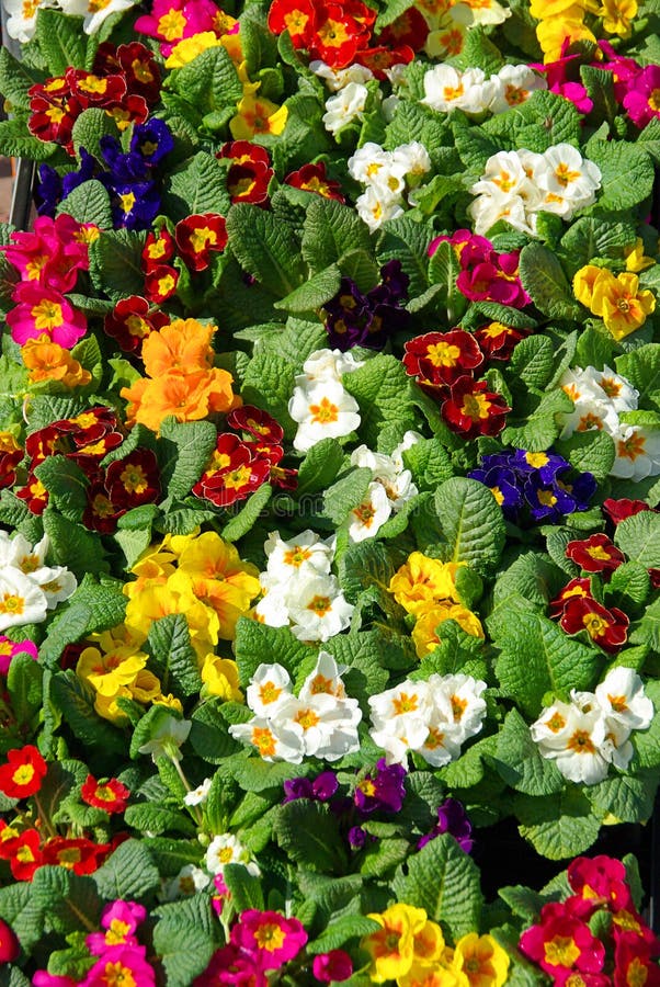 Primrose stock image. Image of garden, yellow, spring - 8670537