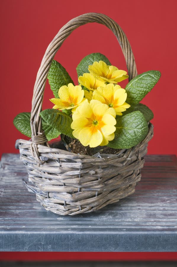 Wall Mounted Hanging Basket with Spring Flowers Stock Image - Image of ...