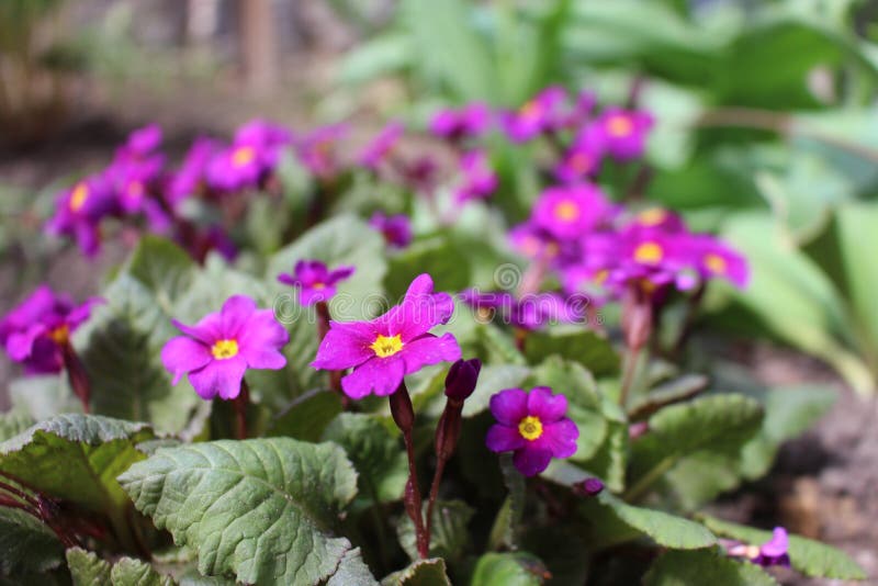 Primrose stock image. Image of flowers, sunshine, nature - 44634319