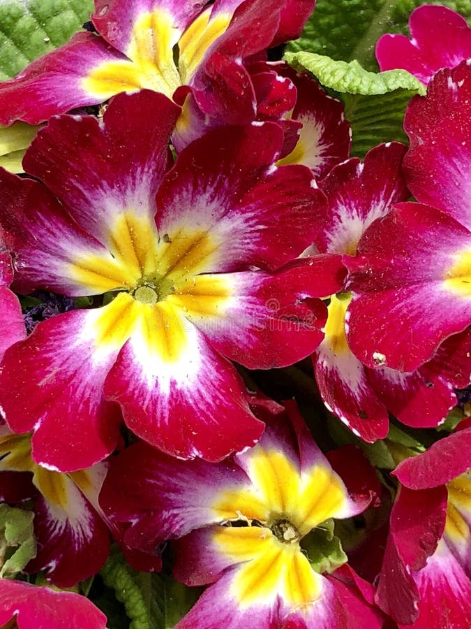 Primrose beauty stock image. Image of green, multicolored - 110559811