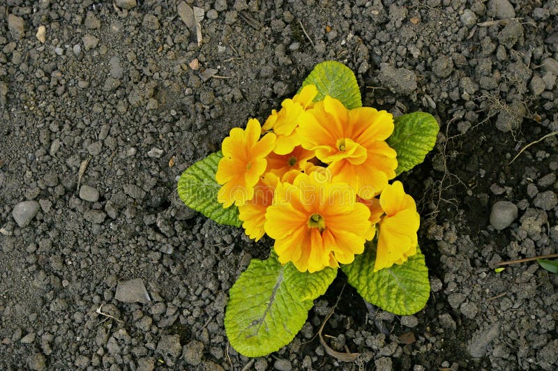 Primrose bloom stock image. Image of background, defocused - 53197521