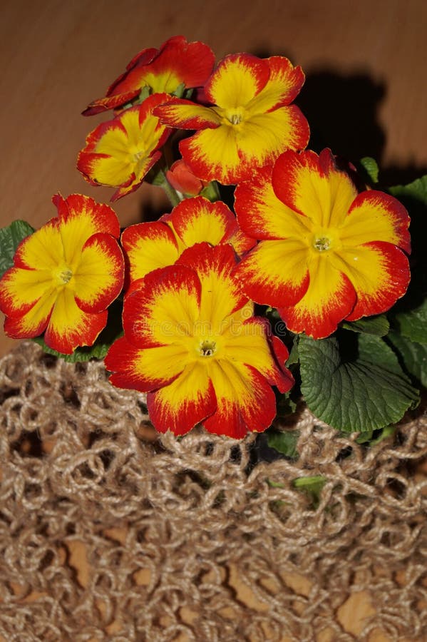 Primrose stock photo. Image of flowers, spring, bouquet - 87693928