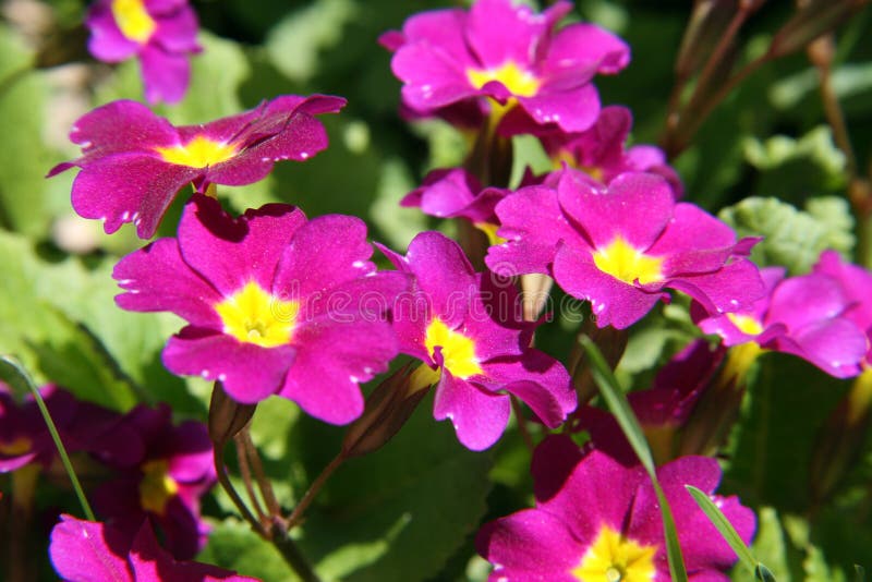Primrose bush stock image. Image of moscow, flower, plants - 185358869
