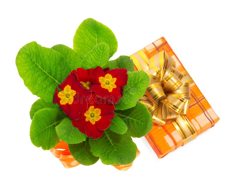Primrose Close Up, the Gift Box Stock Image - Image of petals, brown ...