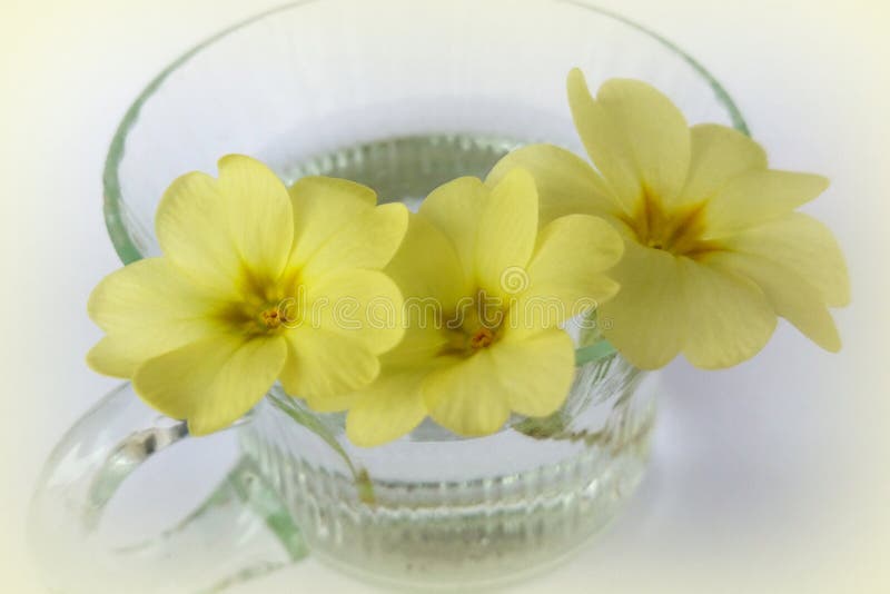 Primrose in a coffee cup stock photo. Image of glowing - 112101380
